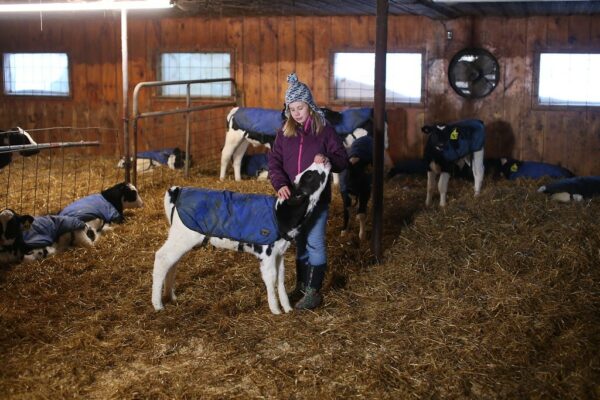 How Do Cows Stay Warm in Winter? - Oakhurst® Dairy